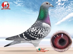 Buyapigeon.com Auction Site