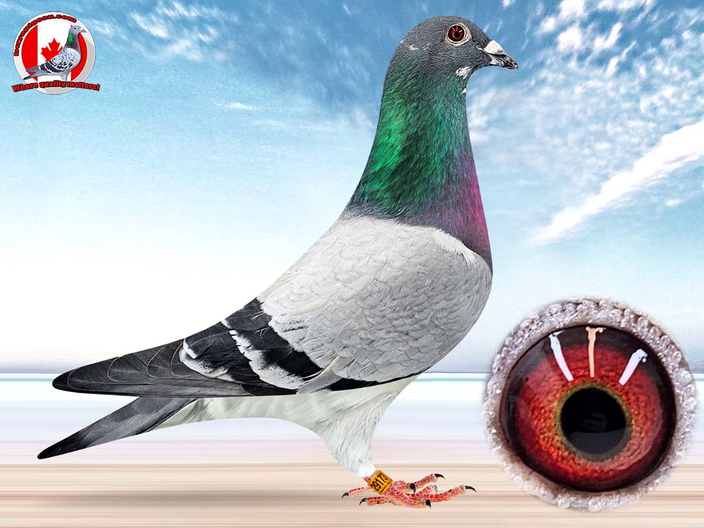 Buyapigeon.com Auction Site