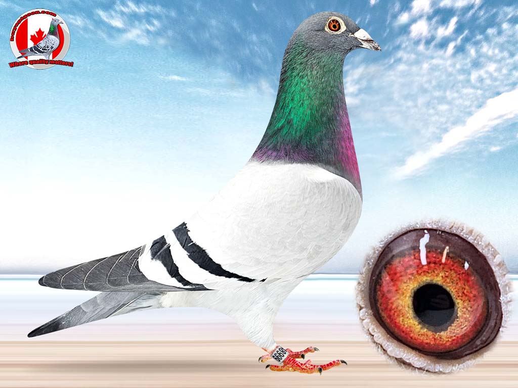 Buyapigeon.com Auction Site