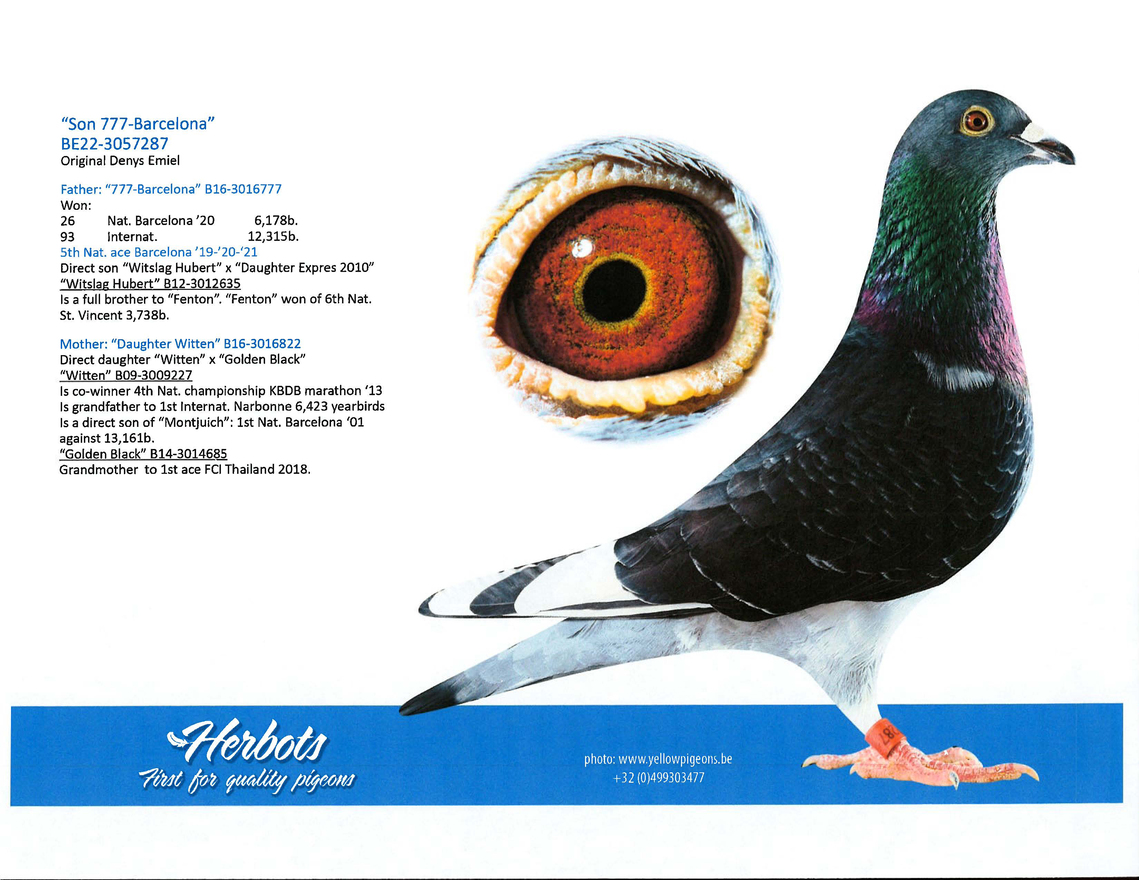 Buyapigeon.com Auction Site