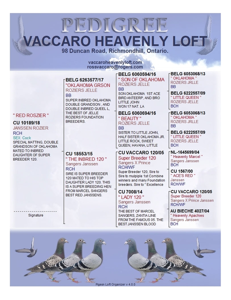 Buyapigeon.com Auction Site