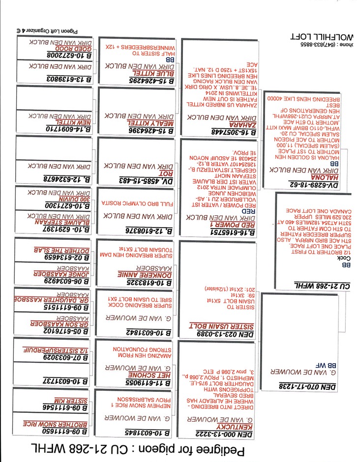 Buyapigeon.com Auction Site