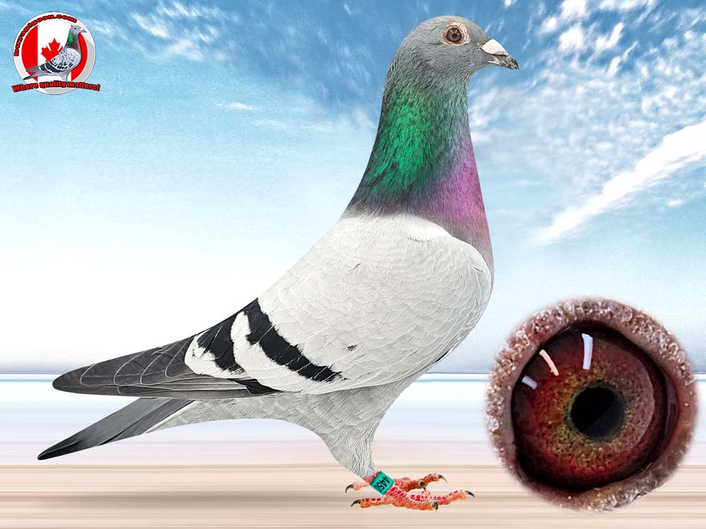 Buyapigeon.com Auction Site