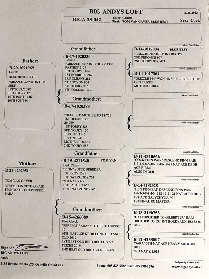 Buyapigeon.com Auction Site