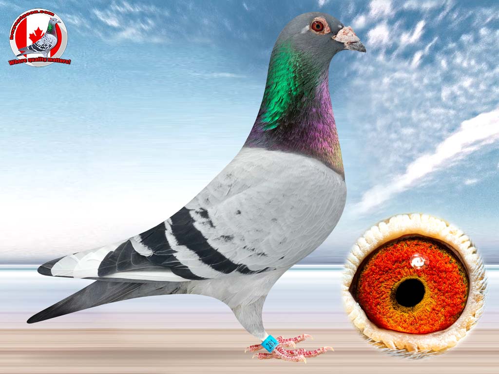 Buyapigeon.com Auction Site